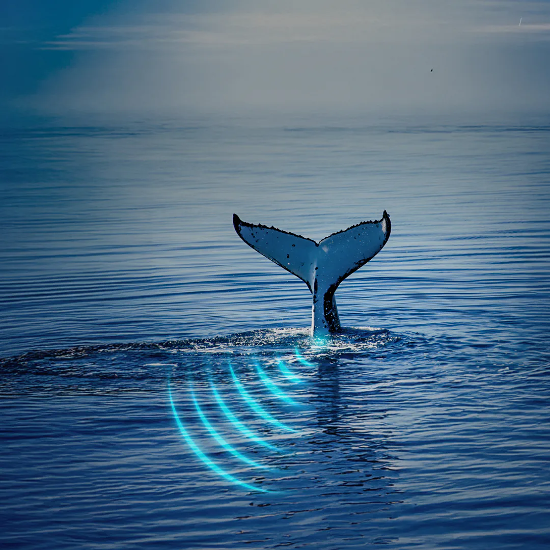 Homepage - Whale Signals